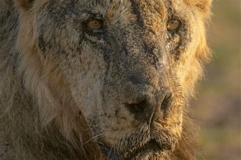 Six More Lions Speared To Death By Kenyan Herders The Standard