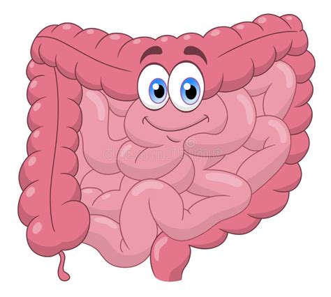 Cute And Funny Smiling Healthy Bowel Intestine Character Stock Vector