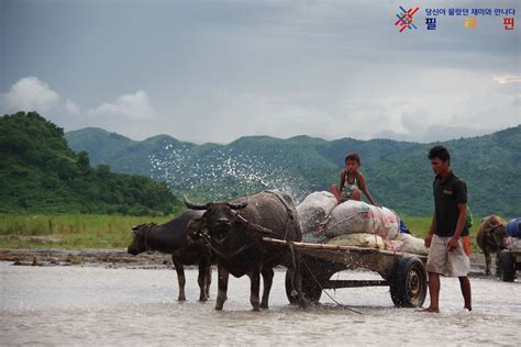 필리핀 관광부 누런 소와 검은 소 중 어느 소가 더 맛있습니까” 옛날 옛적에 세종대왕의 가장