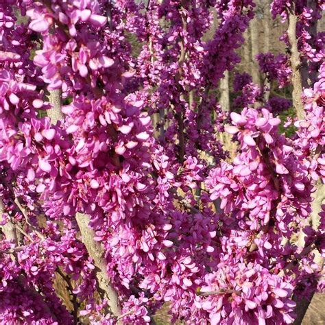 Don Egolf Cercis Plant Growjoy