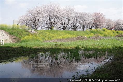 水たまりに映る満開の桜の写真画像素材 Snapmartスナップマート