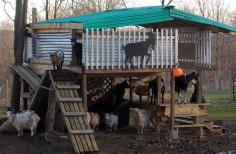 Colostrum Goat Milk Powder Goat Climbing Structures