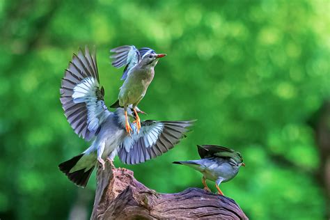 【丝光椋鸟8摄影图片】生态摄影太平洋电脑网摄影部落