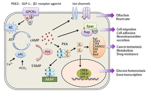 Camp Signaling Pathway Boc Sciences