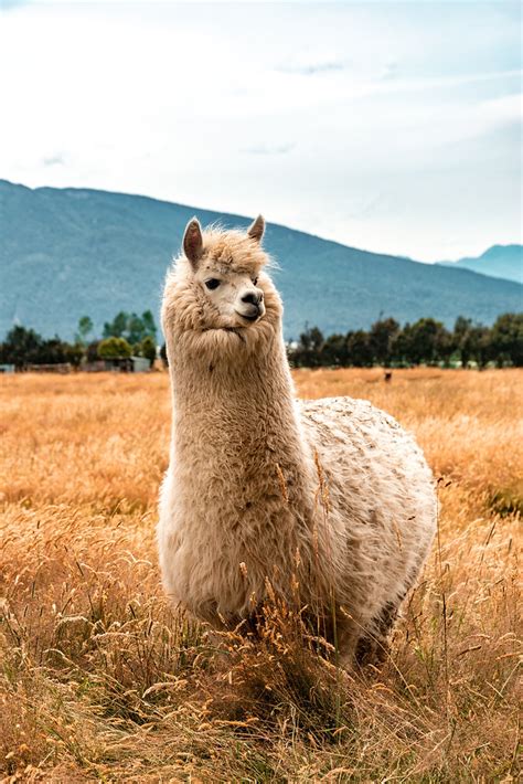 13 Incredible Alpaca Facts