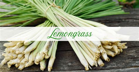 Lemongrass Benefits Essential Guide To Growing And Using It