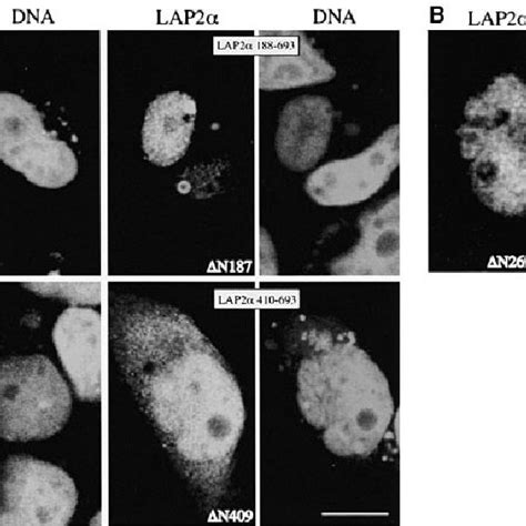 Subcellular Localization Of Transiently Expressed Myc Tagged C Terminal