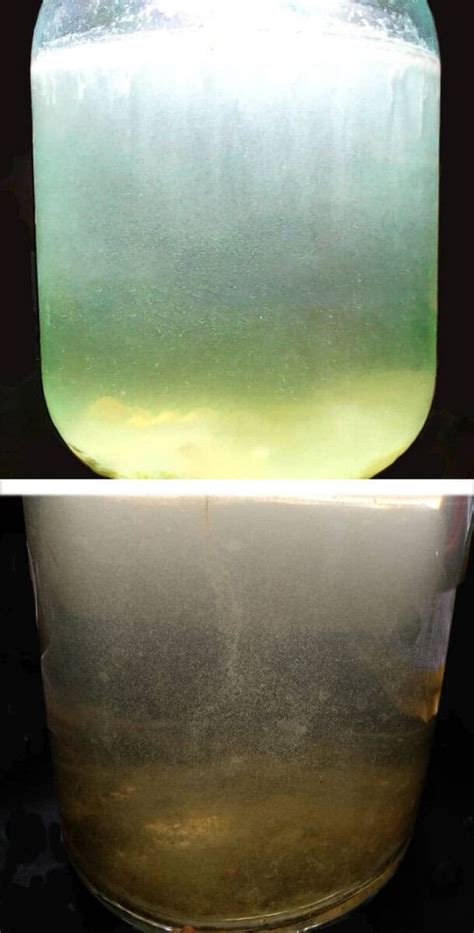 Infusoria Profile And How To Culture As Live Food Shrimp And Snail