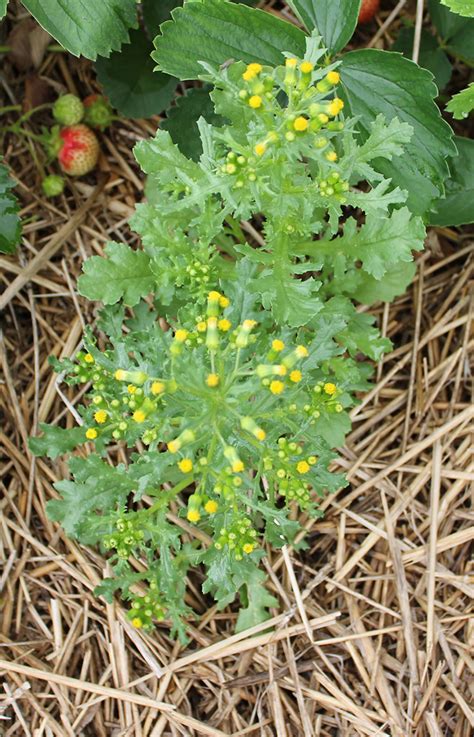 Common Groundsel Weed Identification Guide For Ontario Crops Ontarioca
