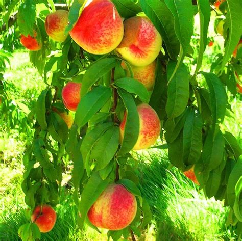 Snowbrite White Peach Tree For Sale Online The Tree Center