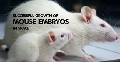Japan Researchers Achieve First Mouse Embryo Growth In Space