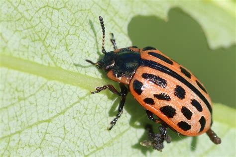 Leaf Beetle
