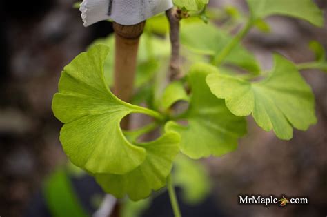 Buy Ginkgo Biloba Pine Glen Dwarf Ginkgo Tree — Mr Maple │ Buy