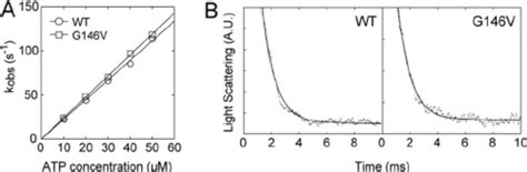Atp Induced Dissociation Of Sk S1 Actin Filament Complexes And Adp From