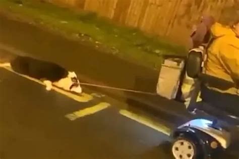 Rspca Rescue Dog Being Dragged Along The Road By Woman On Mobility