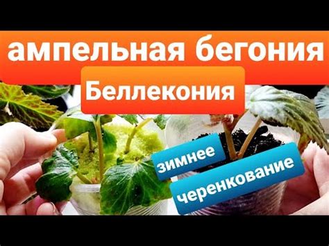 Ампельная Бегония Беллекония /Зимнее черенкование/Субстрат для ...