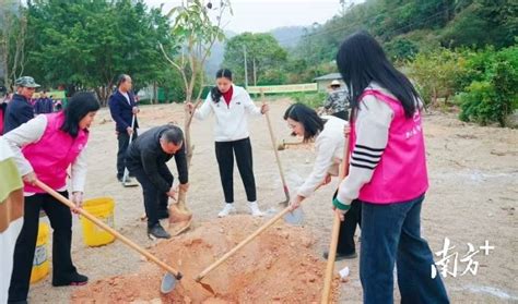 同植巾帼林 共建绿美家！新兴县开展2025年“巾帼林”植树活动绿化乡村河头镇