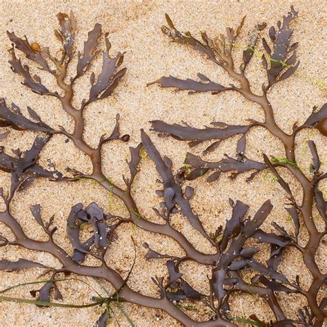 Brown Algae Under Microscope