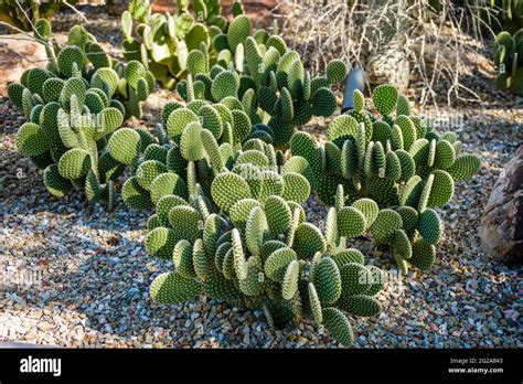 Desert Botanical Garden Plants Sculpture Prickly Pear Cactus
