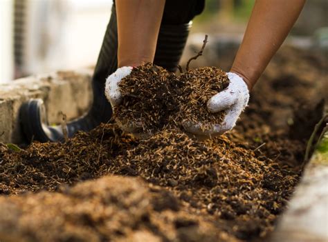 Compost Accelerators Diy Recipes And Best Practice