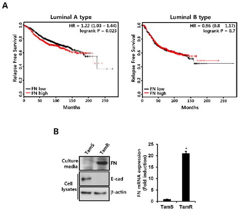 Fn Expression Is Associated With Poor Prognosis In Patients With Download Scientific Diagram