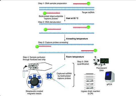 Double Stranded Ctdna Capture Strategy In Biological Samples