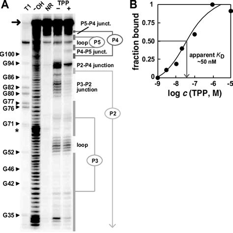 Figure 3 From Metabolite Binding Rna Domains Are Present In The Genes