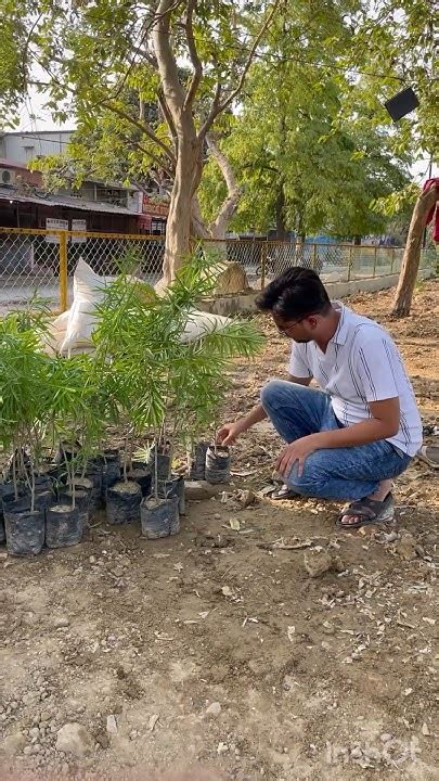 आइये हम सब मिल कर पेड़ लगाये और हमारे प्यारी धरती 🌏 को हरा भरा और शुद्ध