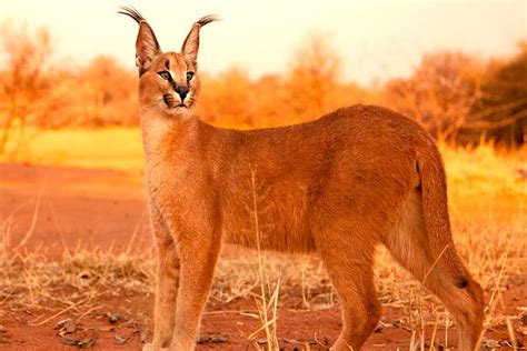 Каракал дика кішка схожа на рись фото опис факти