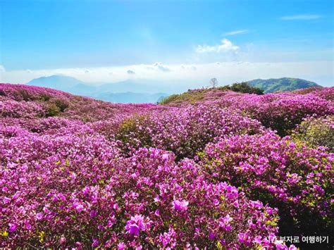 황매산 철쭉축제 산청 합천 황매산철쭉제 실시간 개화 주차 후기 네이버 블로그