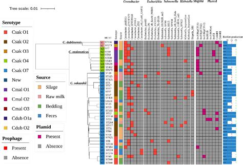Figure 4 From Diverse Genotypes Of Cronobacter Spp Associated With