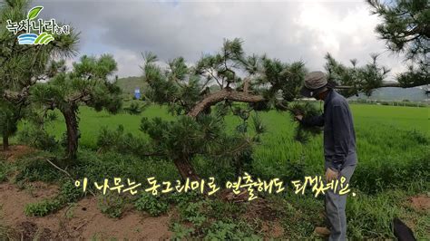 낚싯대처럼 동그랗게 휘어지는 소나무 Youtube