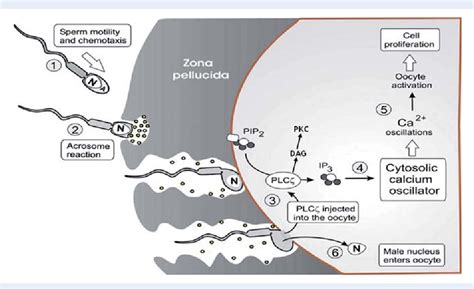 [pdf] Oocyte Activation Phospholipase C Zeta And Human Infertility