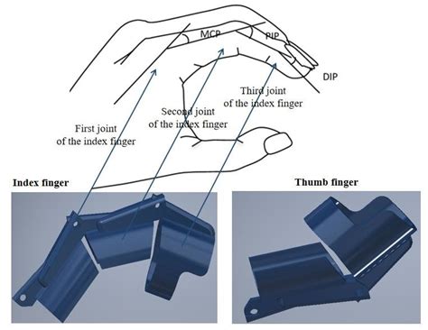 Index And Thumb Finger Framework Of A Hand Exoskeleton Download Scientific Diagram
