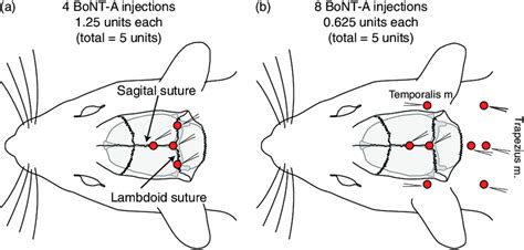 Injection Paradigm A The Suture Paradigm Consisted Of Four Download Scientific Diagram