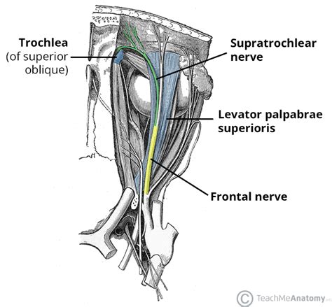 Supratrochlear Nerve Course Supply Teachmeanatomy
