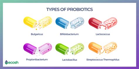 17 Types Of Good Bacteria The List Of Most Beneficial Species Of