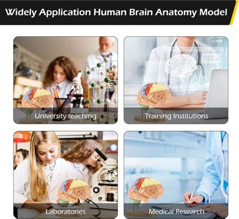 Human Brain Anatomy Model X Life Size Kicoscientific