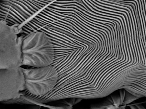 Butterfly Under Electron Microscope