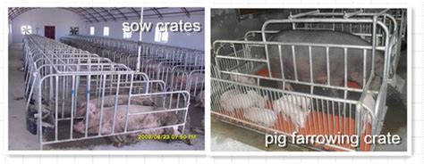 Pig Gestation Crates For Pigs Sow Crates Customization Is Available