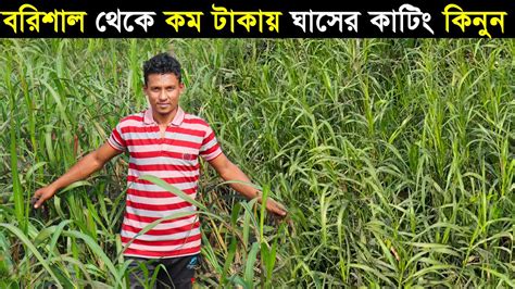 গরুর খামারে লাভবান হতে হলে অবশ্যই ঘাস চাষ করুন। গরুর খামারে লাভবান