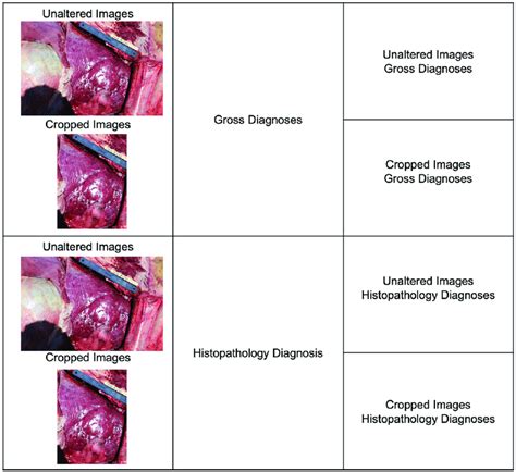 Four Image Classification Data Sets Were Created Pairing Unaltered And