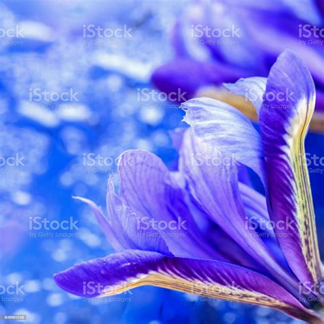 파란색 배경 Bokeh 생활의 모든 훌륭한 순간에 인사말 카드를 꽃에 화려한 그림 같은 밝은 아이리스 꽃의 근접 촬영 크로커스에