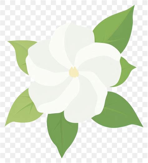 Gardenia Flower Png Images Free Photos Png Stickers Wallpapers