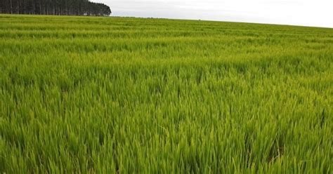 El Drama De La Bajante Del Paraná Productores De Arroz Tienen Que Usar