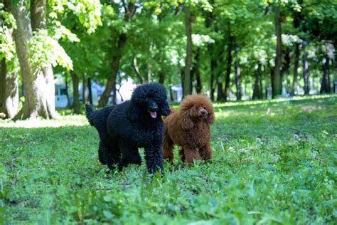 有关中型犬 伴侶 动物爱好者 動物 卷曲的皮毛 友善 可愛的 可爱的狗 夕阳的光 天性 宠物护理 宠物摄影 家畜 寵