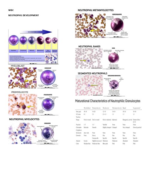 Wbc Summary Rodaks Hematology Bachelor In Medical Laboratory