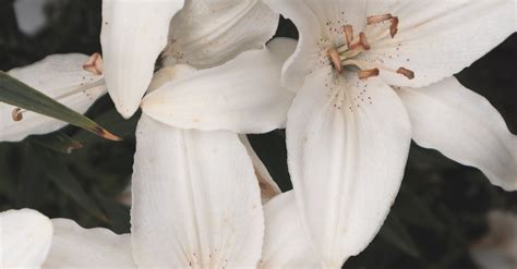 고요한 고요함 관상용 식물 꽃 꽃꽂이 꽃무늬 꽃밭 꽃의 자연 꽃이 피는 꽃잎 나리 릴리 알레스 백합 백합 꽃 백합과 상징주의 성장 수술 수직