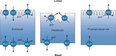 Drug Transporters Basicmedical Key