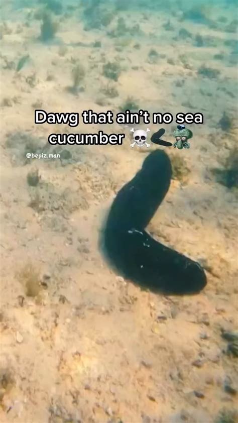 Bruh I Think I Just Found My Moms Toy In The Ocean Rdankvideos